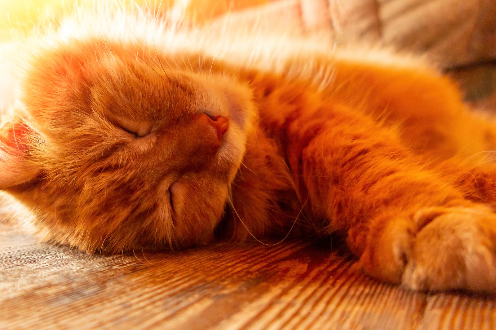 How Long Do Cats Sleep