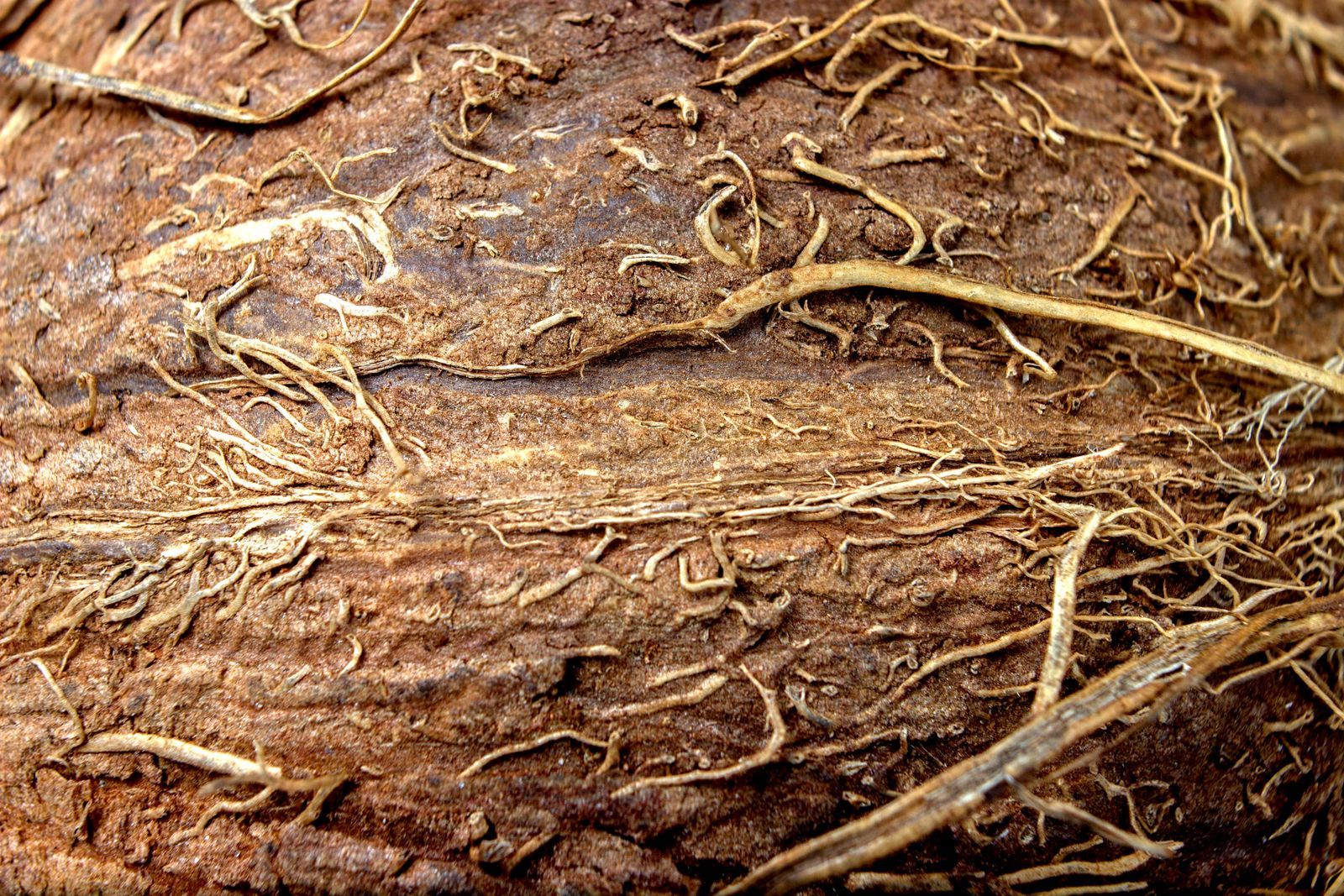 What are coir fibers?