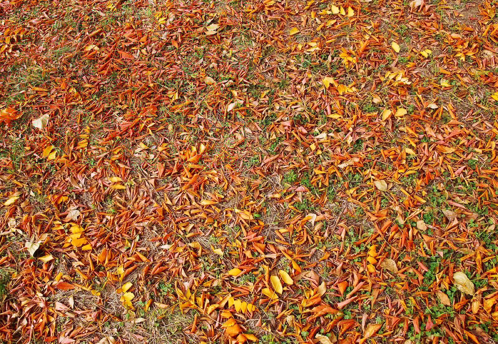 What are earthy colors?