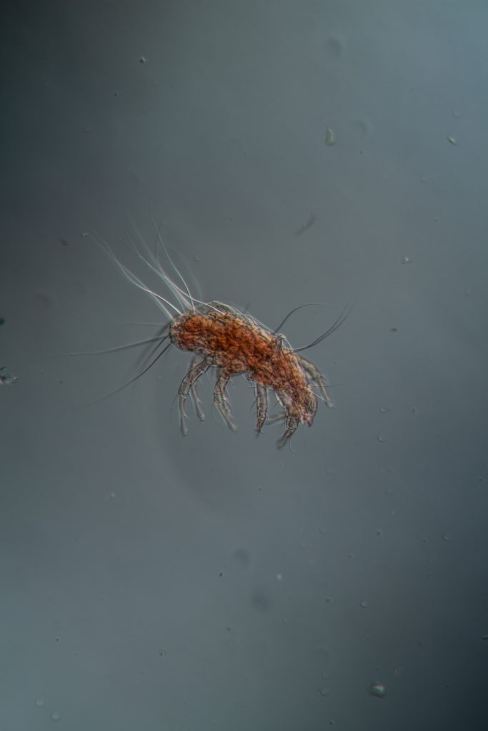 What are dust mites?